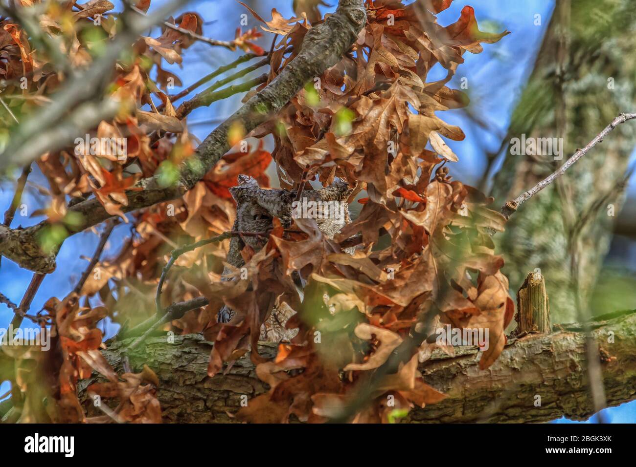 Eastern Screech Owl well-camouflaged behind a cluster of brown oak ...