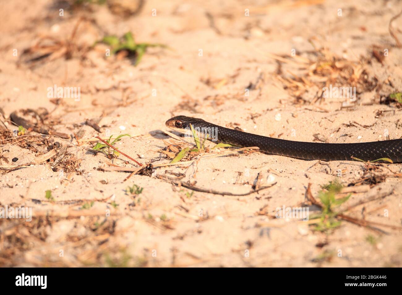 Crayfish snake hi-res stock photography and images - Alamy