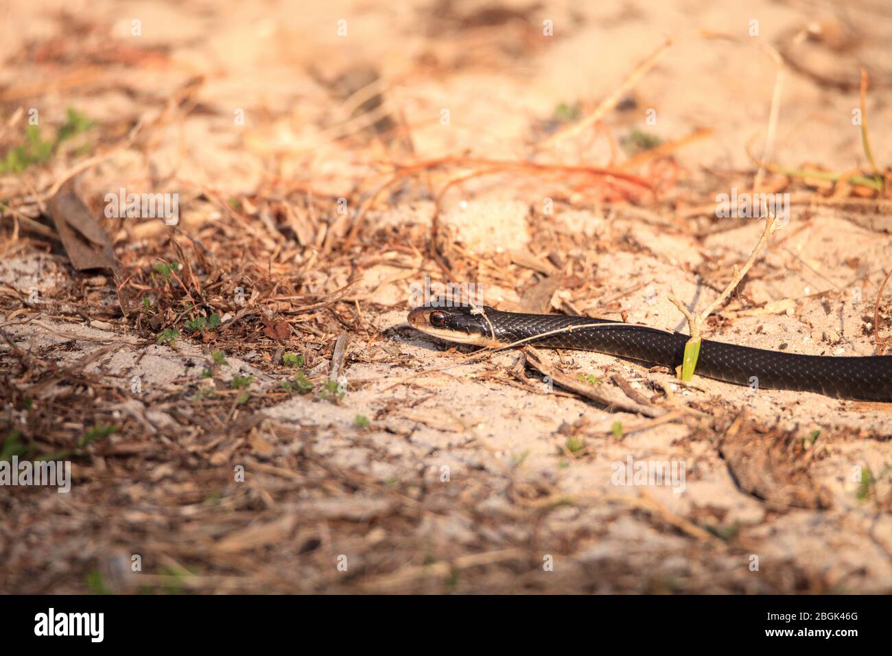 Crayfish snake hi-res stock photography and images - Alamy