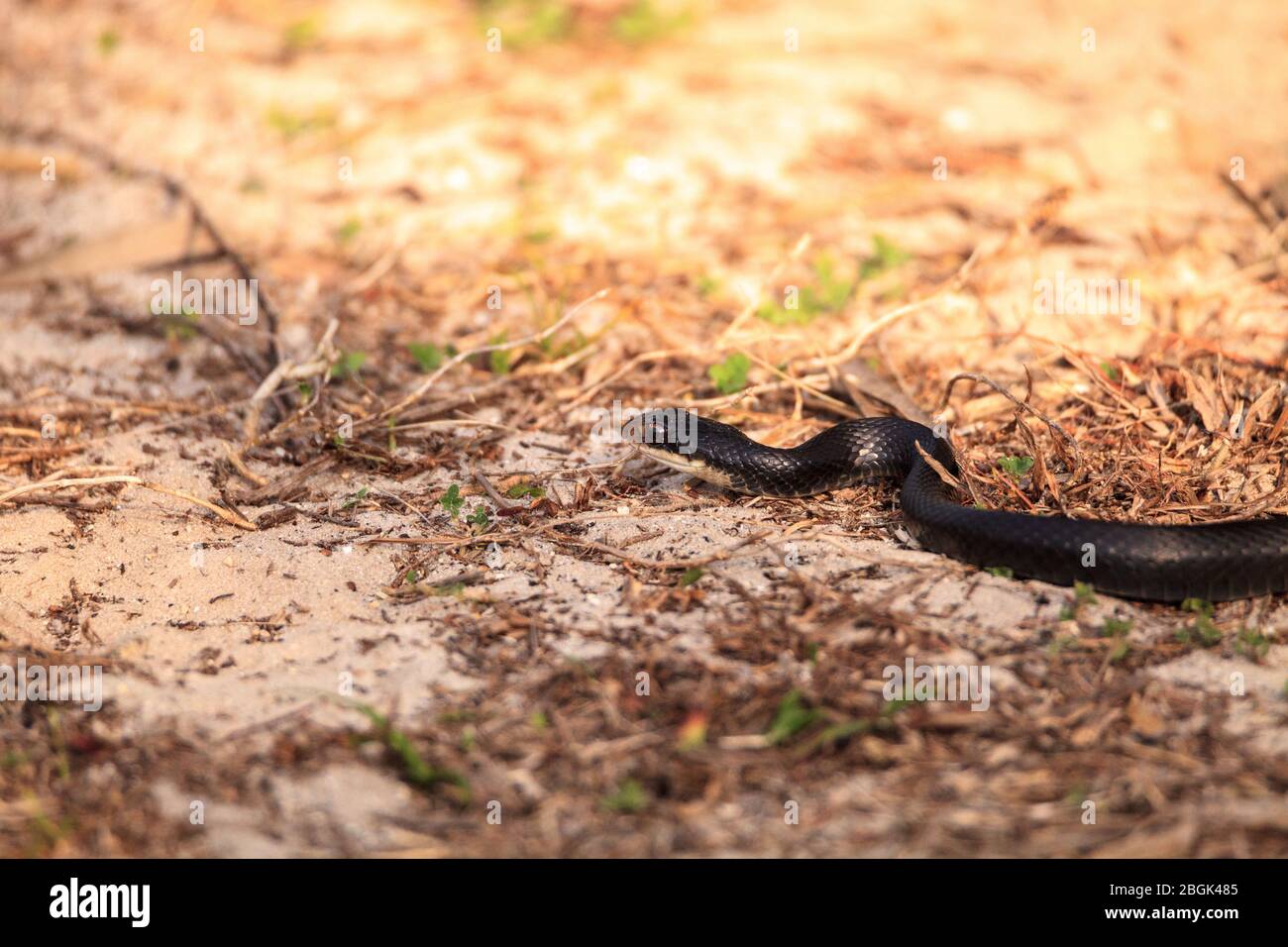 Crayfish snake hi-res stock photography and images - Alamy