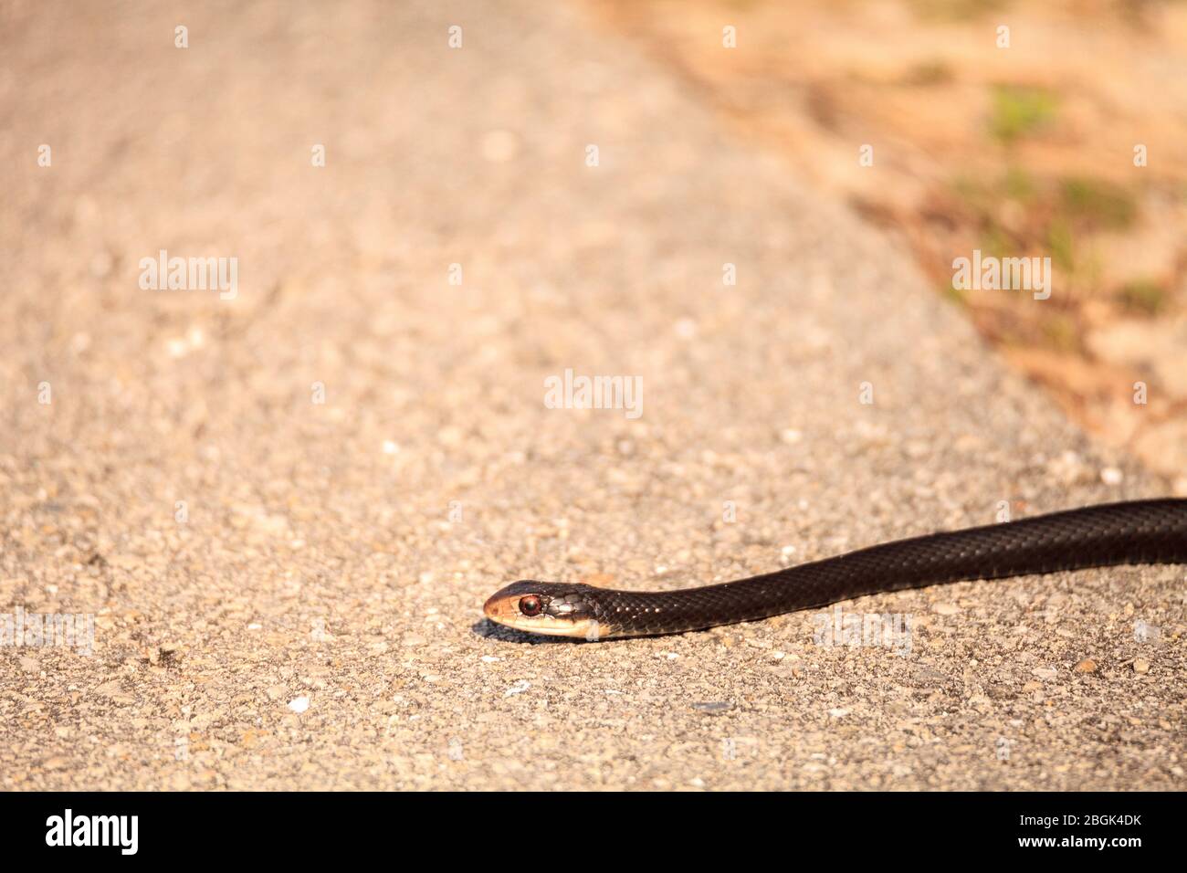 Crayfish Snake High Resolution Stock Photography and Images - Alamy