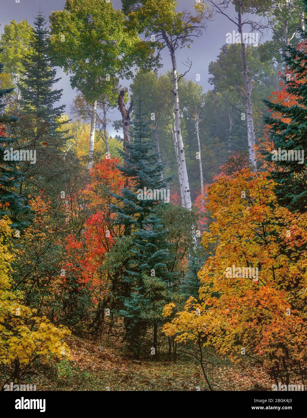 Apache Sitgreaves National Forest High Resolution Stock Photography and ...