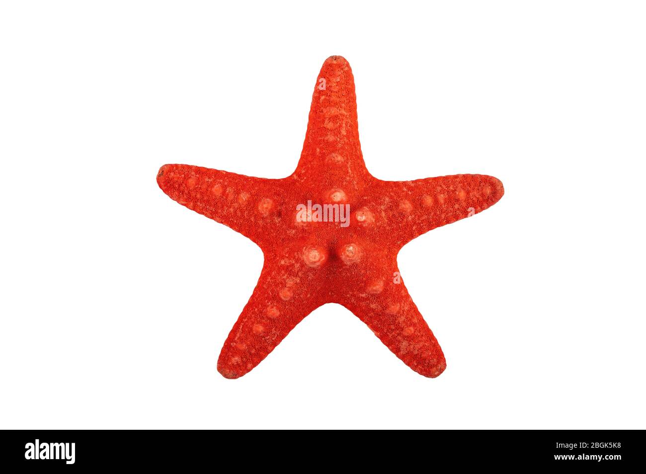 Red Starfish White Background