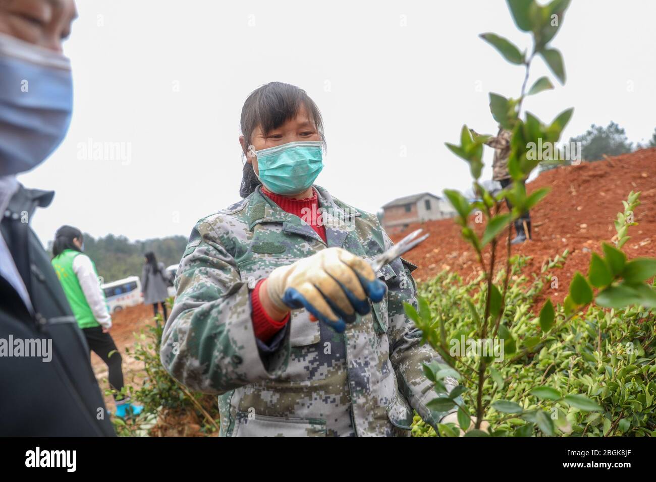 Arbor day planting trees hi-res stock photography and images - Alamy
