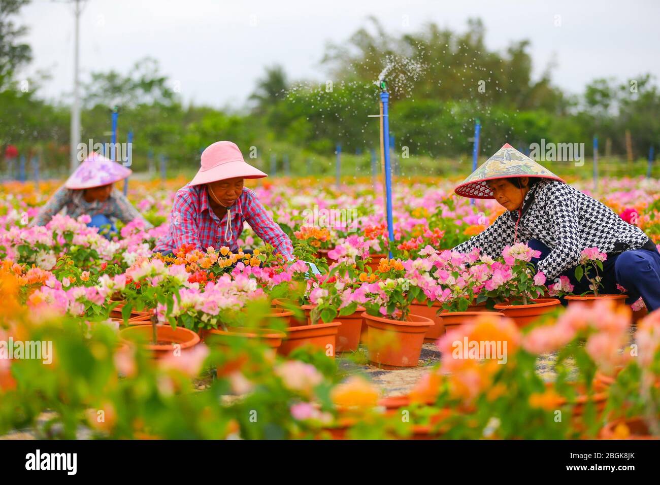 Farmers grow bougainvillea at a bougainvillea growing base in Shentian ...