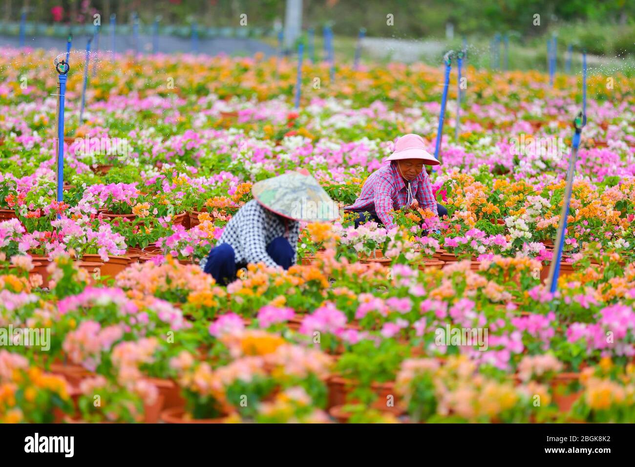 Farmers grow bougainvillea at a bougainvillea growing base in Shentian ...