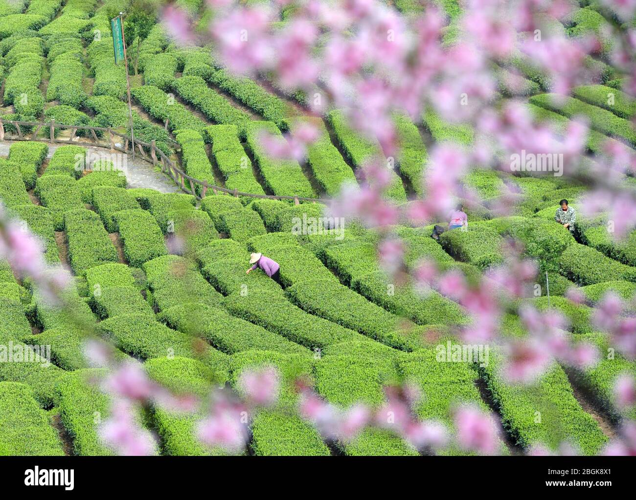 An aerial view of tea gardens and terraces in Yichang city, south China ...