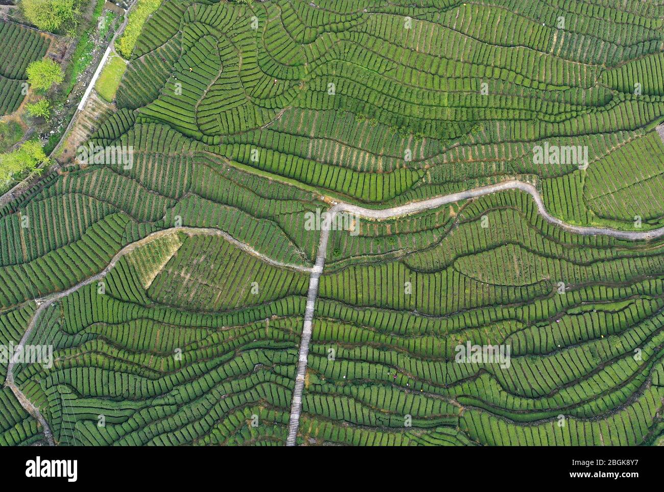 An aerial view of tea gardens and terraces in Yichang city, south China ...