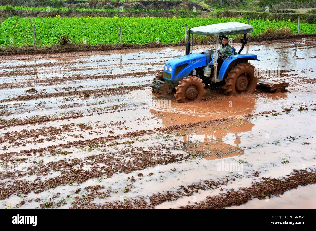 Rice planting machines hi-res stock photography and images - Alamy
