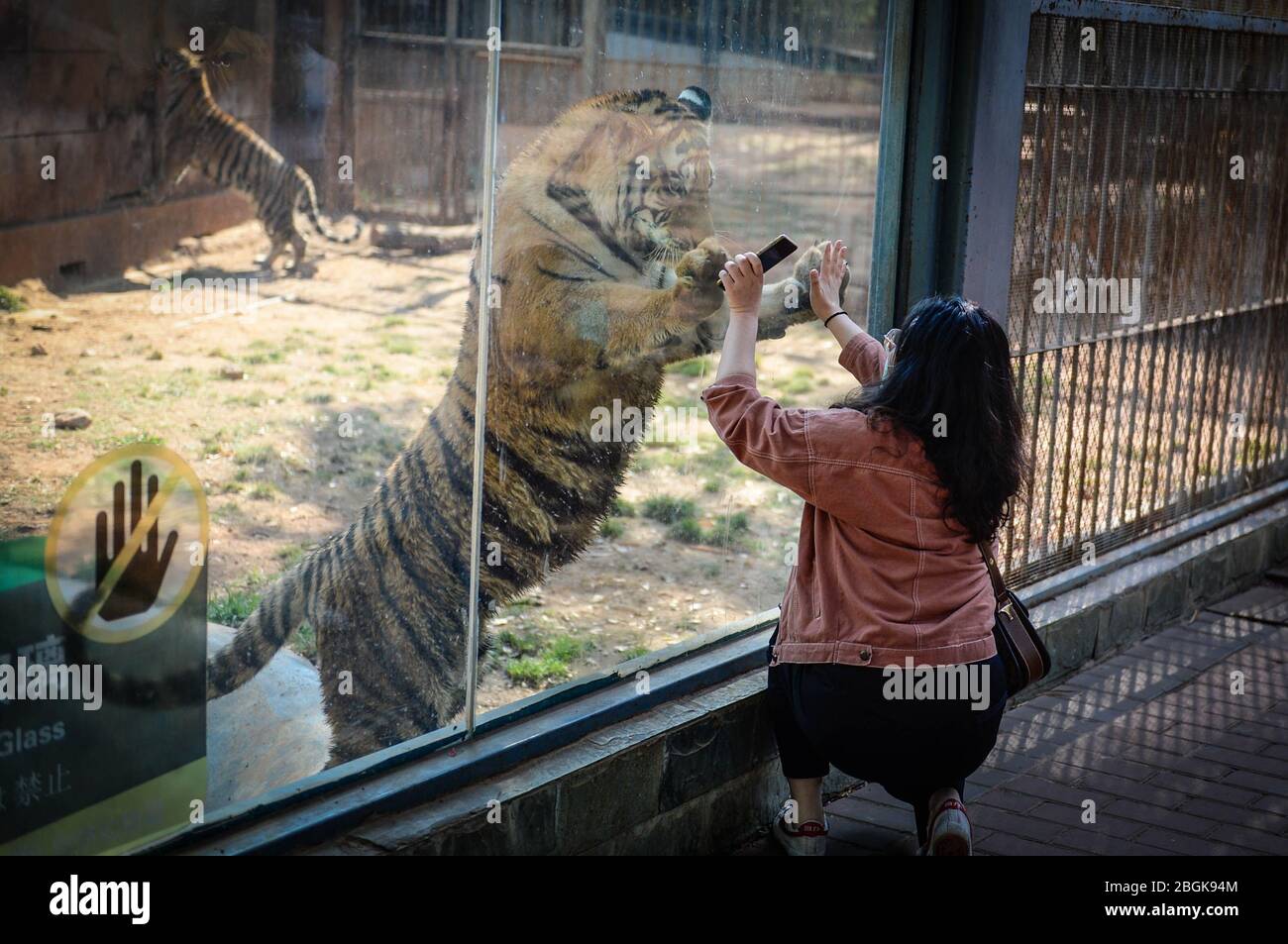 A person "clap hands" with a tiger against a glass in Kunming Zoo or ...