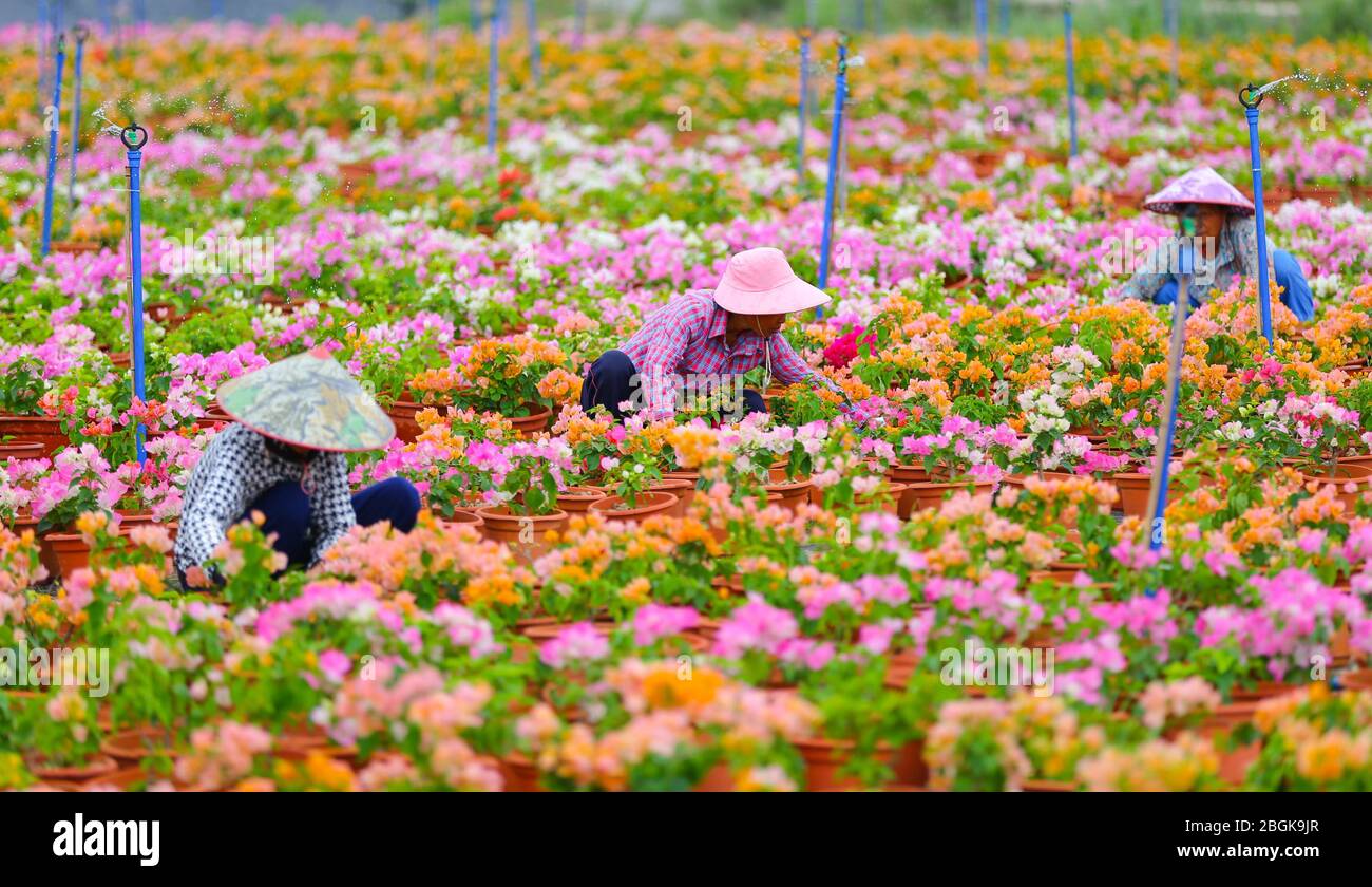 Farmers grow bougainvillea at a bougainvillea growing base in Shentian ...