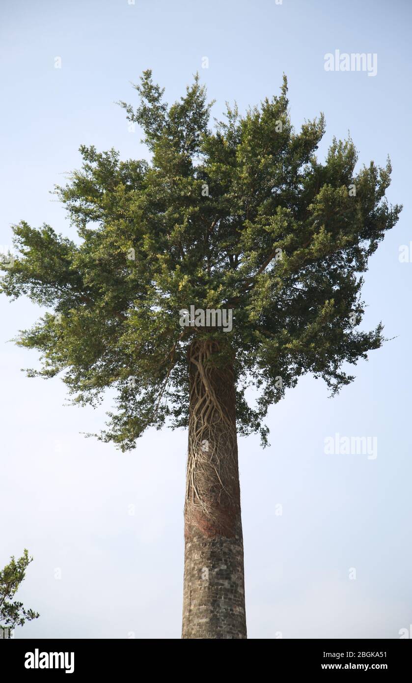 An aerial view of a huge banyan growing in an abandoned chimney ...