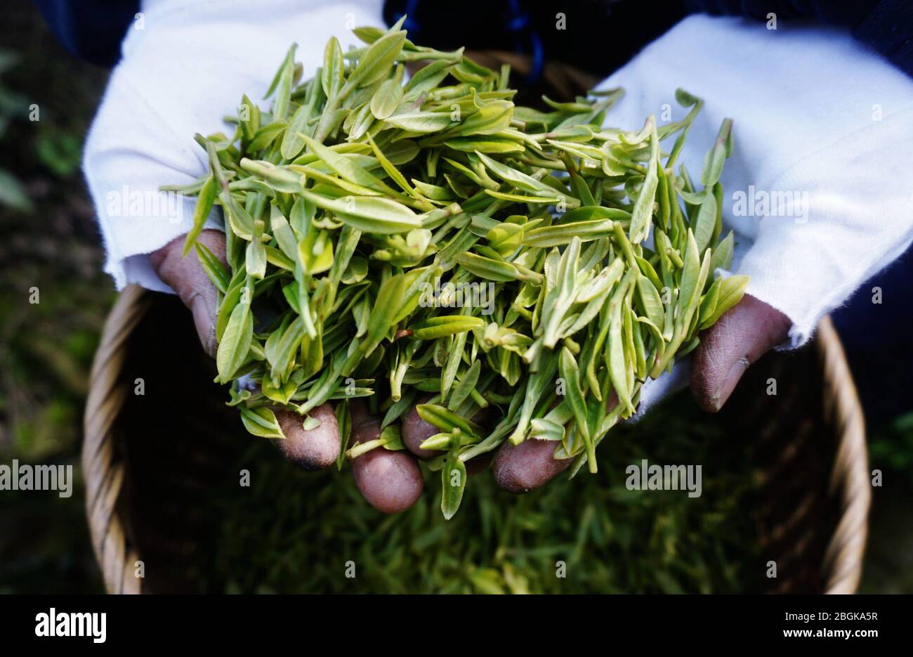 Renowned West Lake Longjing Tea, a variety of pan-roasted green tea ...