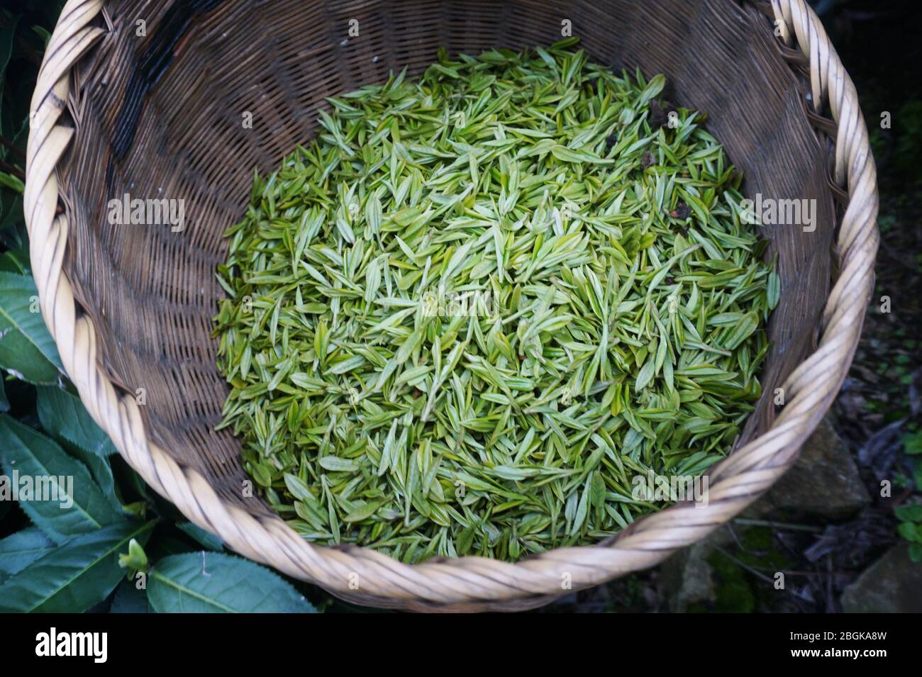 Renowned West Lake Longjing Tea, a variety of pan-roasted green tea ...