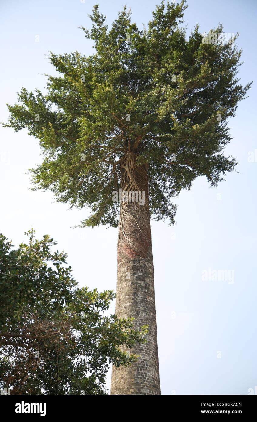 An aerial view of a huge banyan growing in an abandoned chimney ...