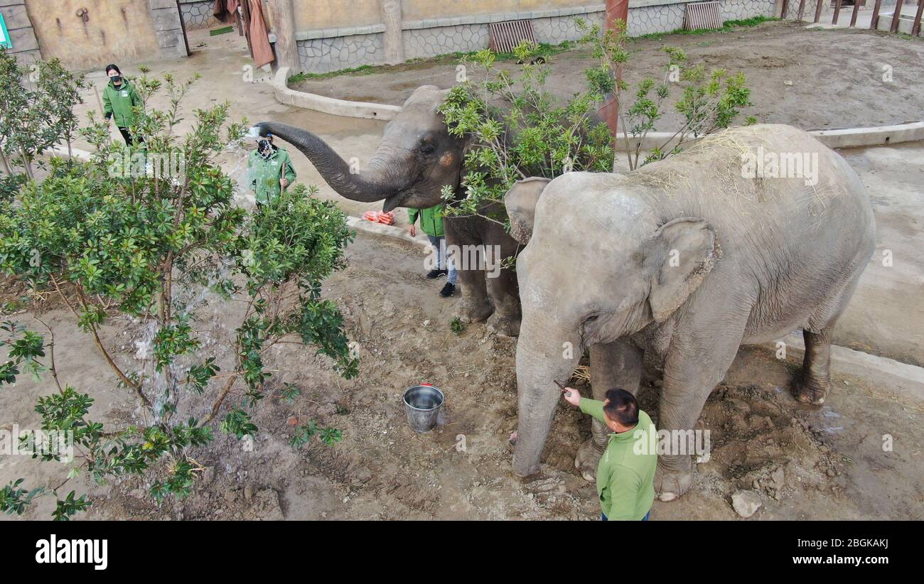 Two elephants water trees under the help of a zoo staff at Nantong Wild ...