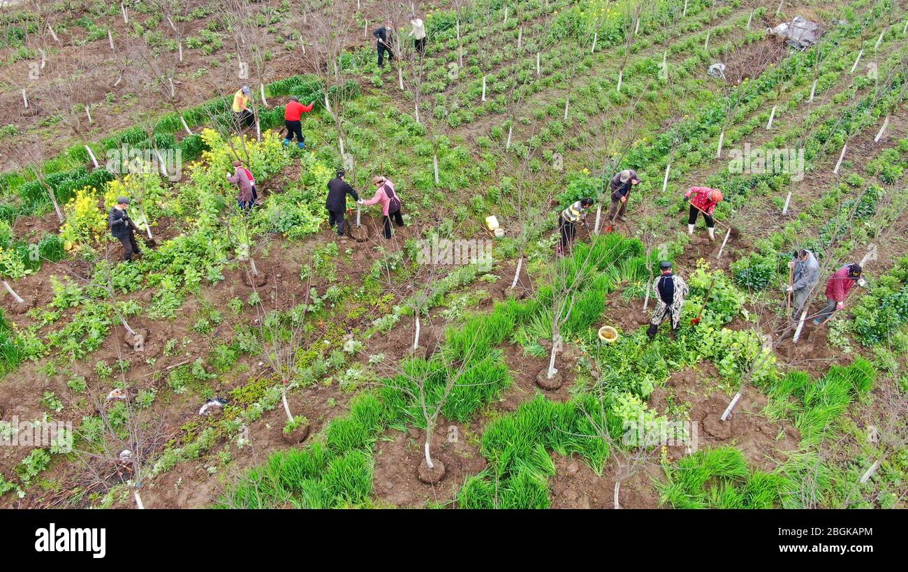 An aerial view of farmers ploughing land at a field as spring comes in ...