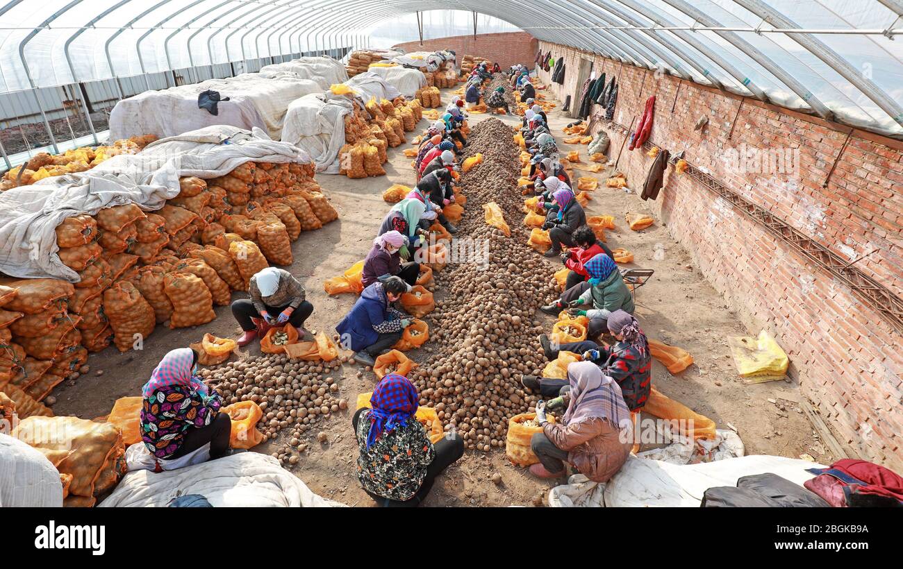 Local farmers labor to cut and load 360 tons of potatoes, which will be ...