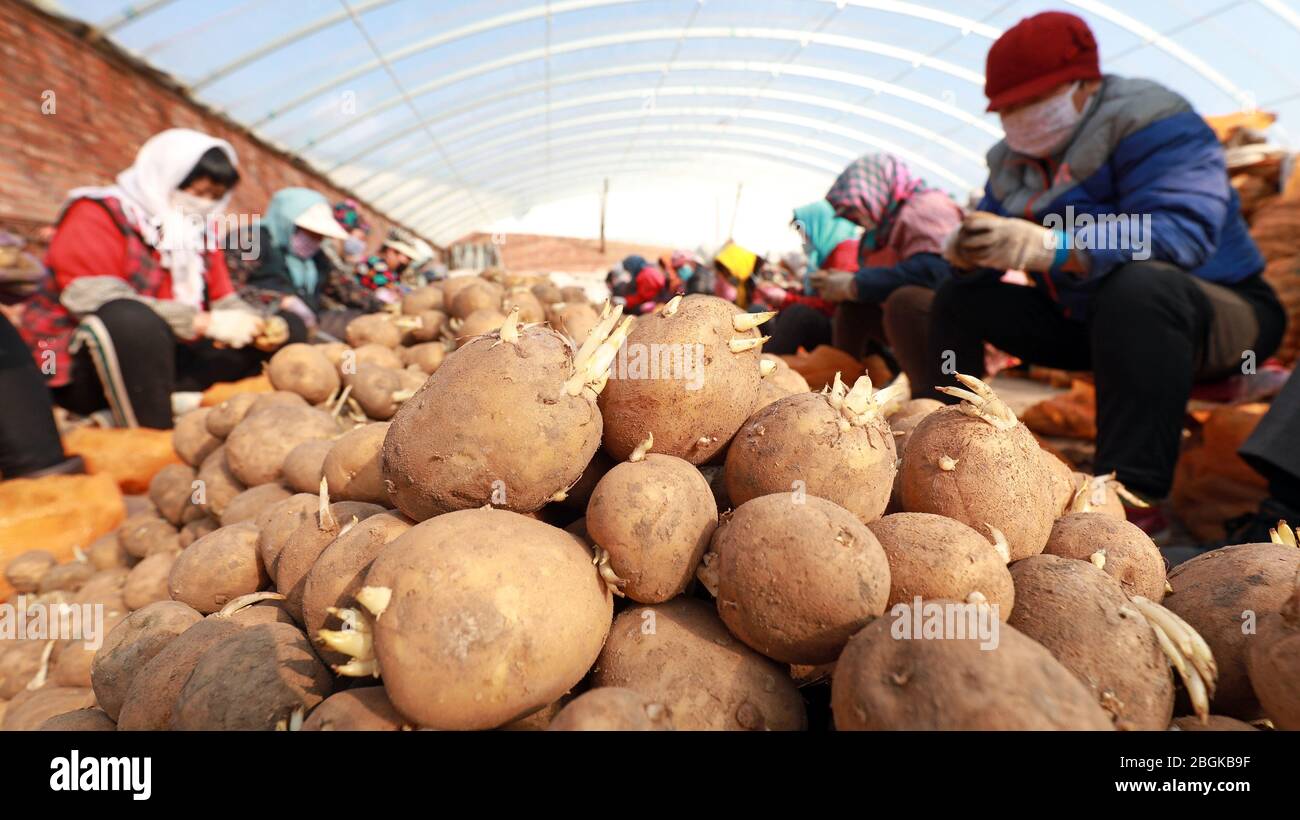 Local farmers labor to cut and load 360 tons of potatoes, which will be ...