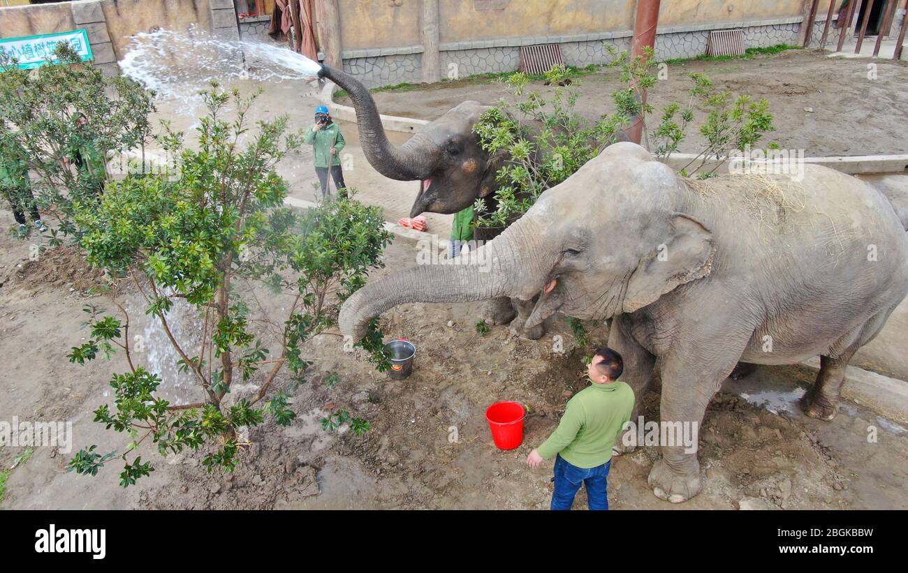 Two elephants water trees under the help of a zoo staff at Nantong Wild ...