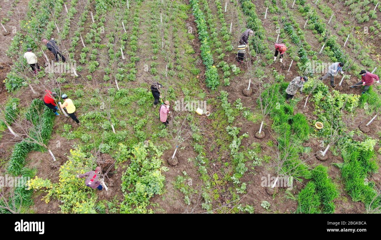 An aerial view of farmers ploughing land at a field as spring comes in ...