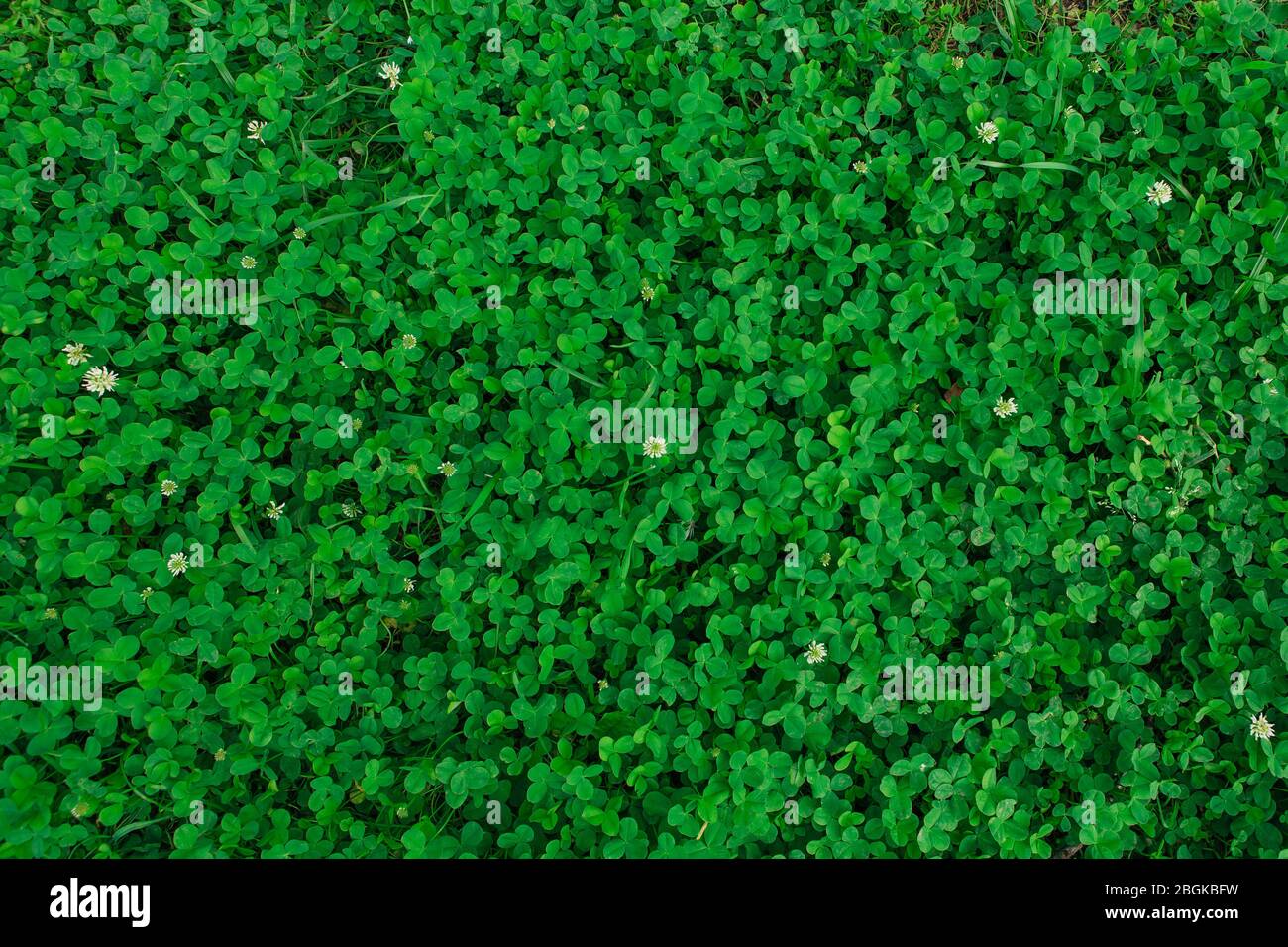 Natural green grass clover texture. Natural background Stock Photo - Alamy