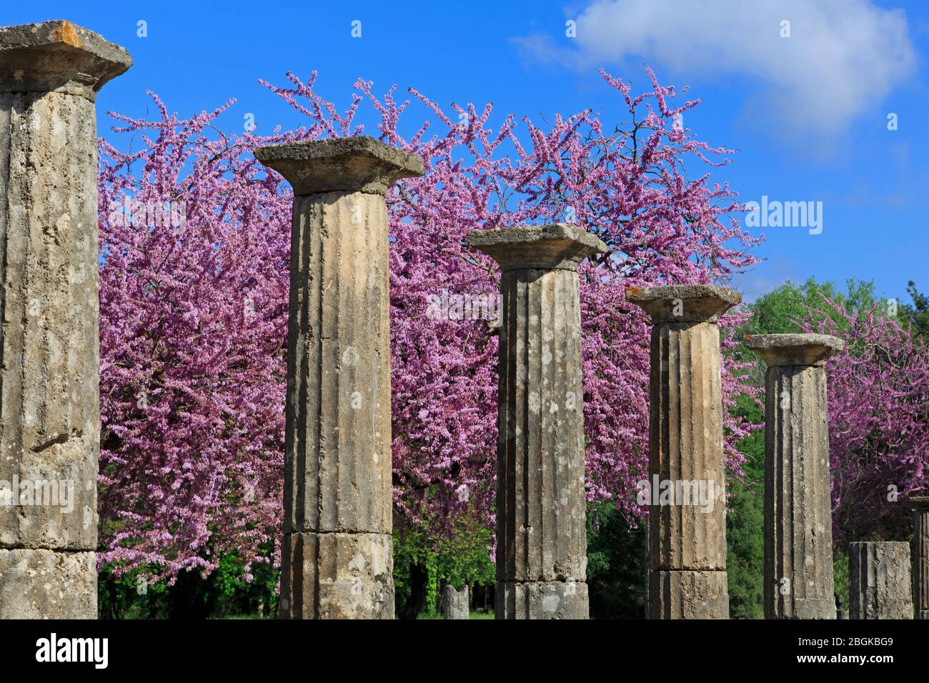 The Palaestra, Ancient Olympia, Peloponnese, Greece, Europe Stock Photo ...