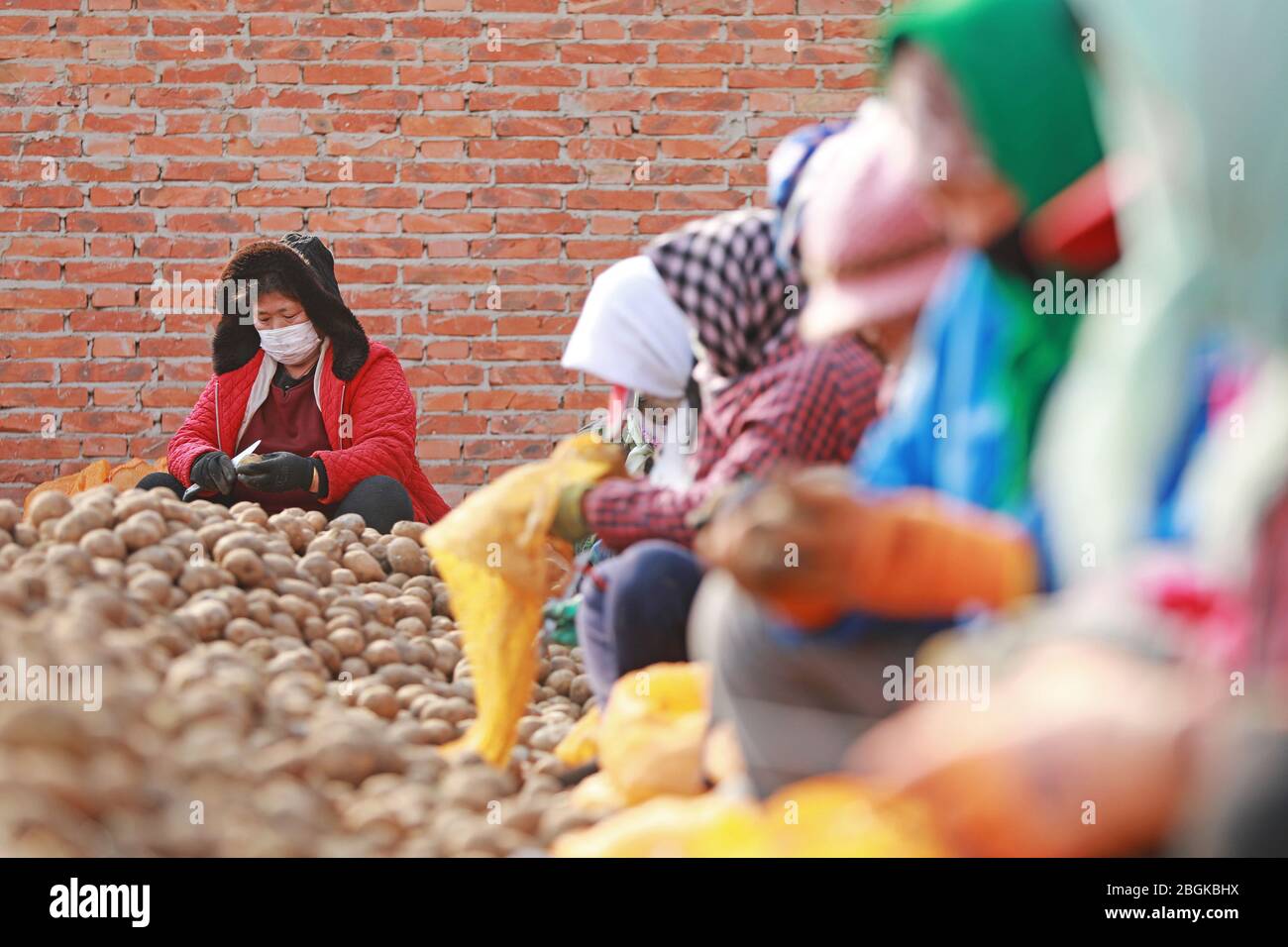 Local farmers labor to cut and load 360 tons of potatoes, which will be ...