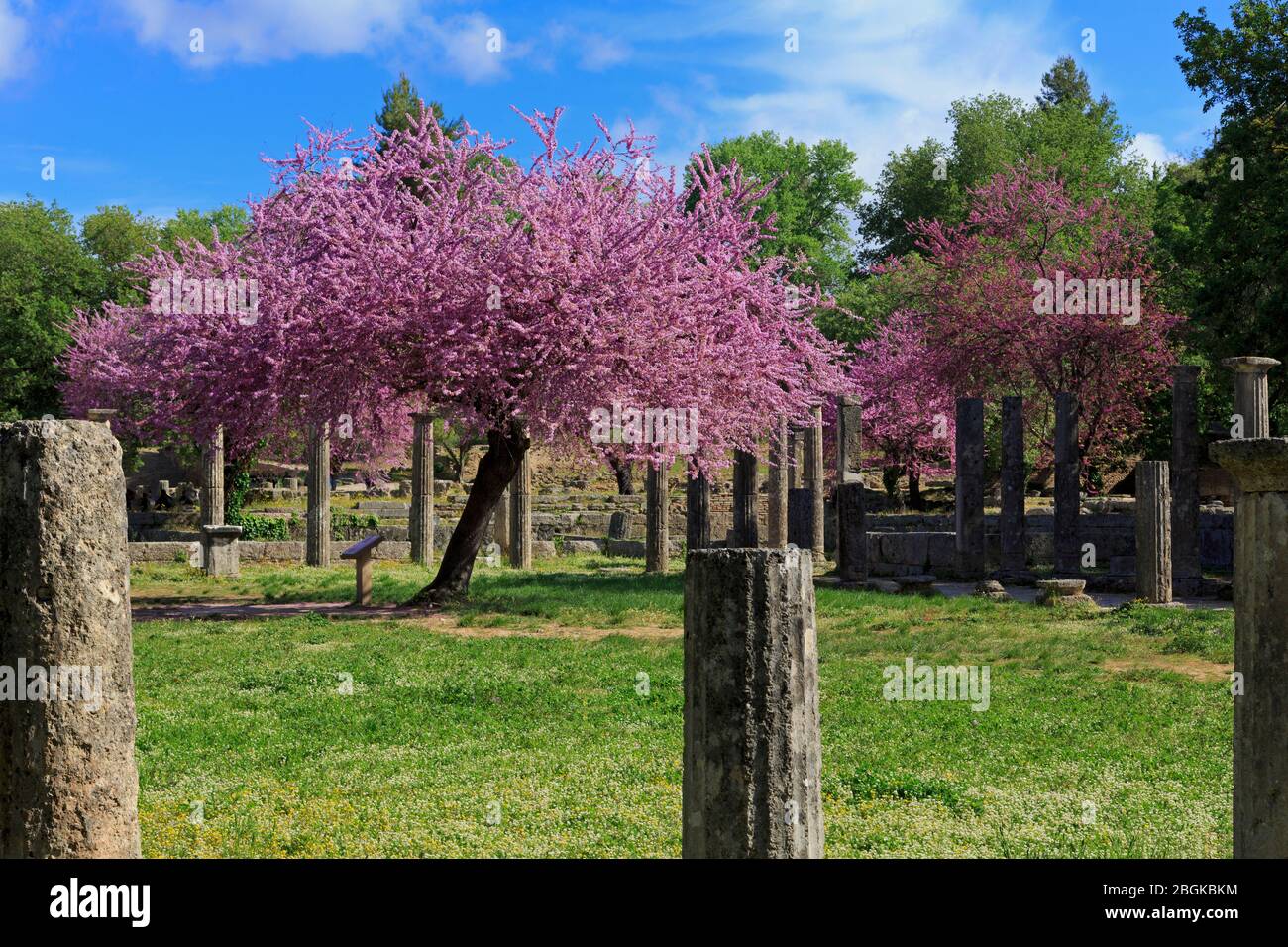 The Palaestra, Ancient Olympia, Peloponnese, Greece, Europe Stock Photo ...