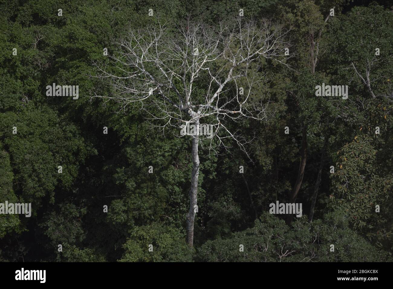 single withered tree in the forest Stock Photo - Alamy