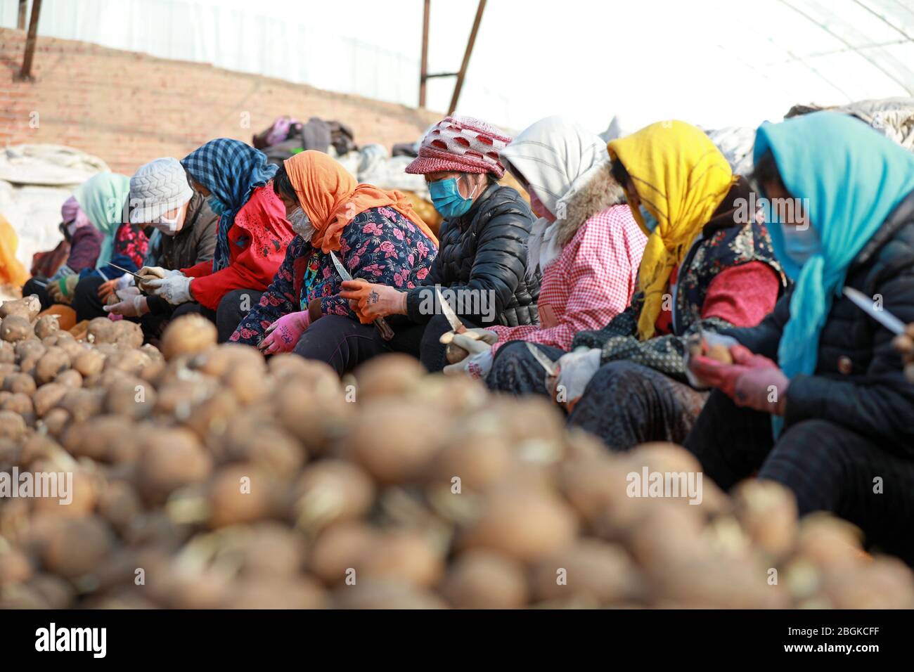 Local farmers labor to cut and load 360 tons of potatoes, which will be ...