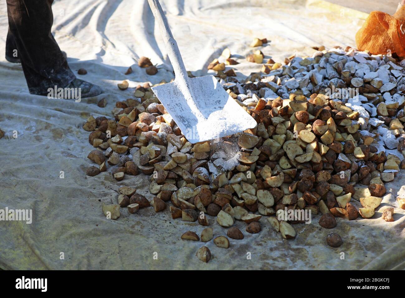 Local farmers labor to cut and load 360 tons of potatoes, which will be ...