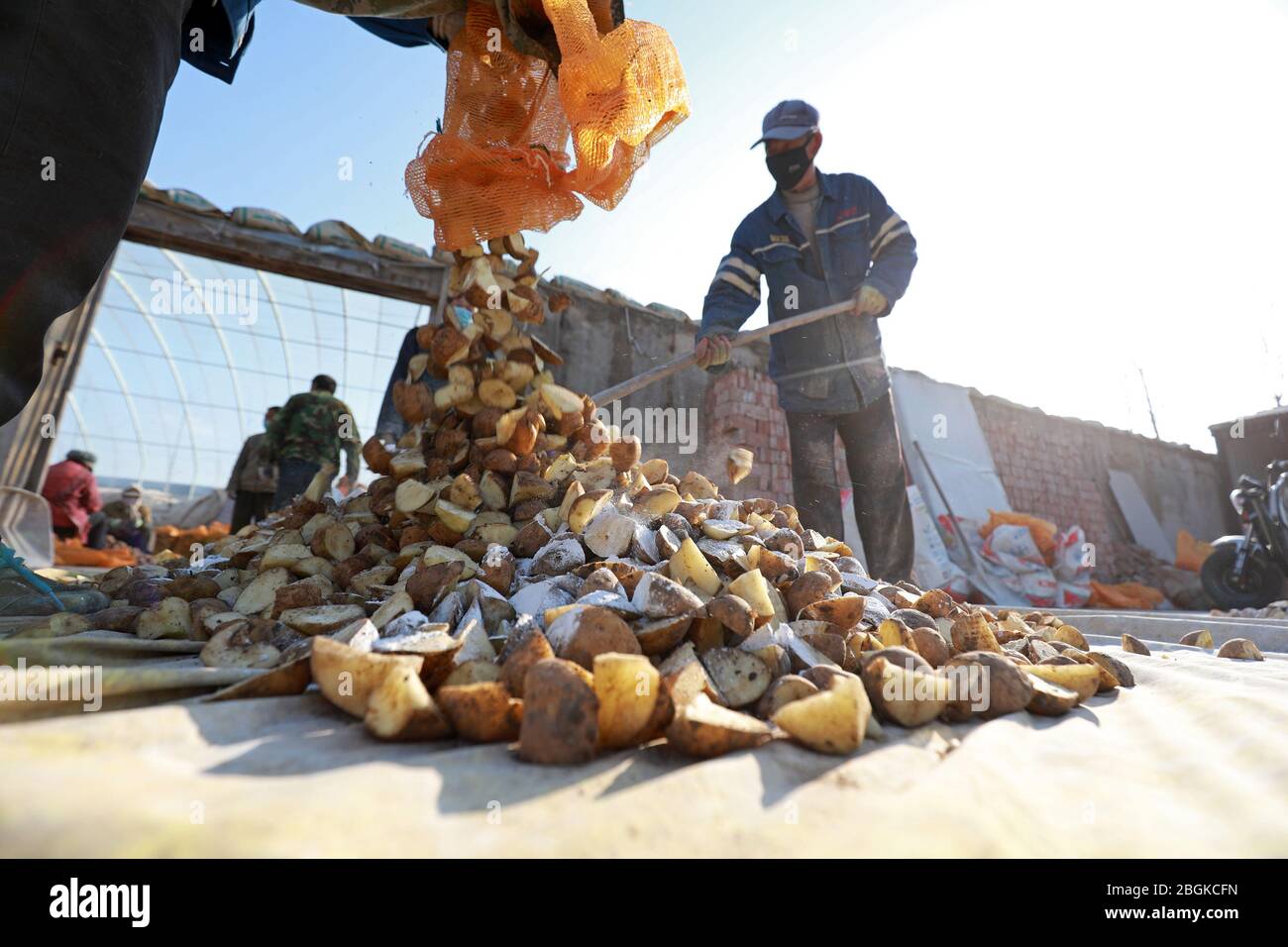 Local farmers labor to cut and load 360 tons of potatoes, which will be ...