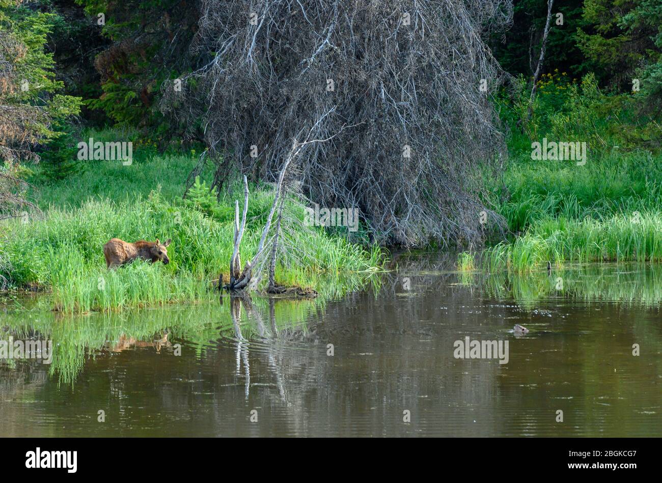 Beaver Intimidates Young Moose on edge of lake Stock Photo - Alamy