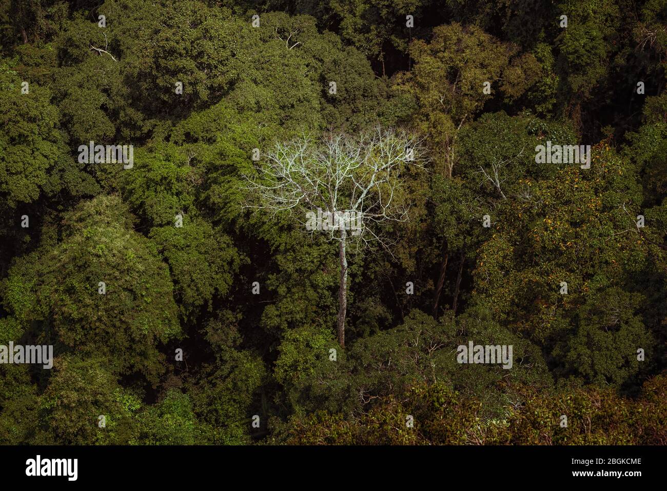 single withered tree in the forest Stock Photo - Alamy