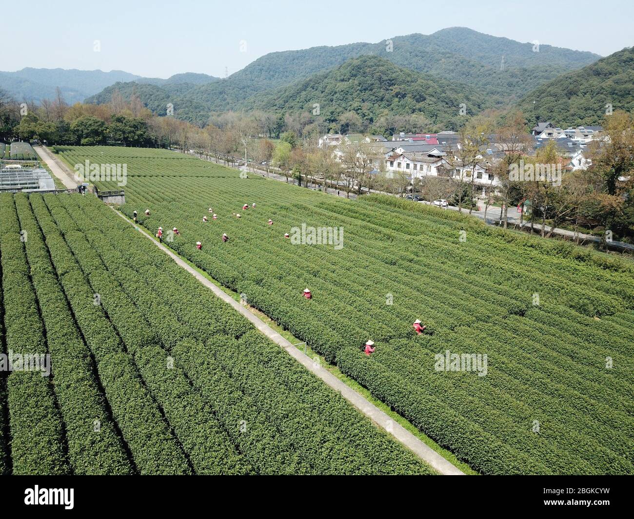 An aerial view of Tea farmers harvesting renowned West Lake Longjing ...
