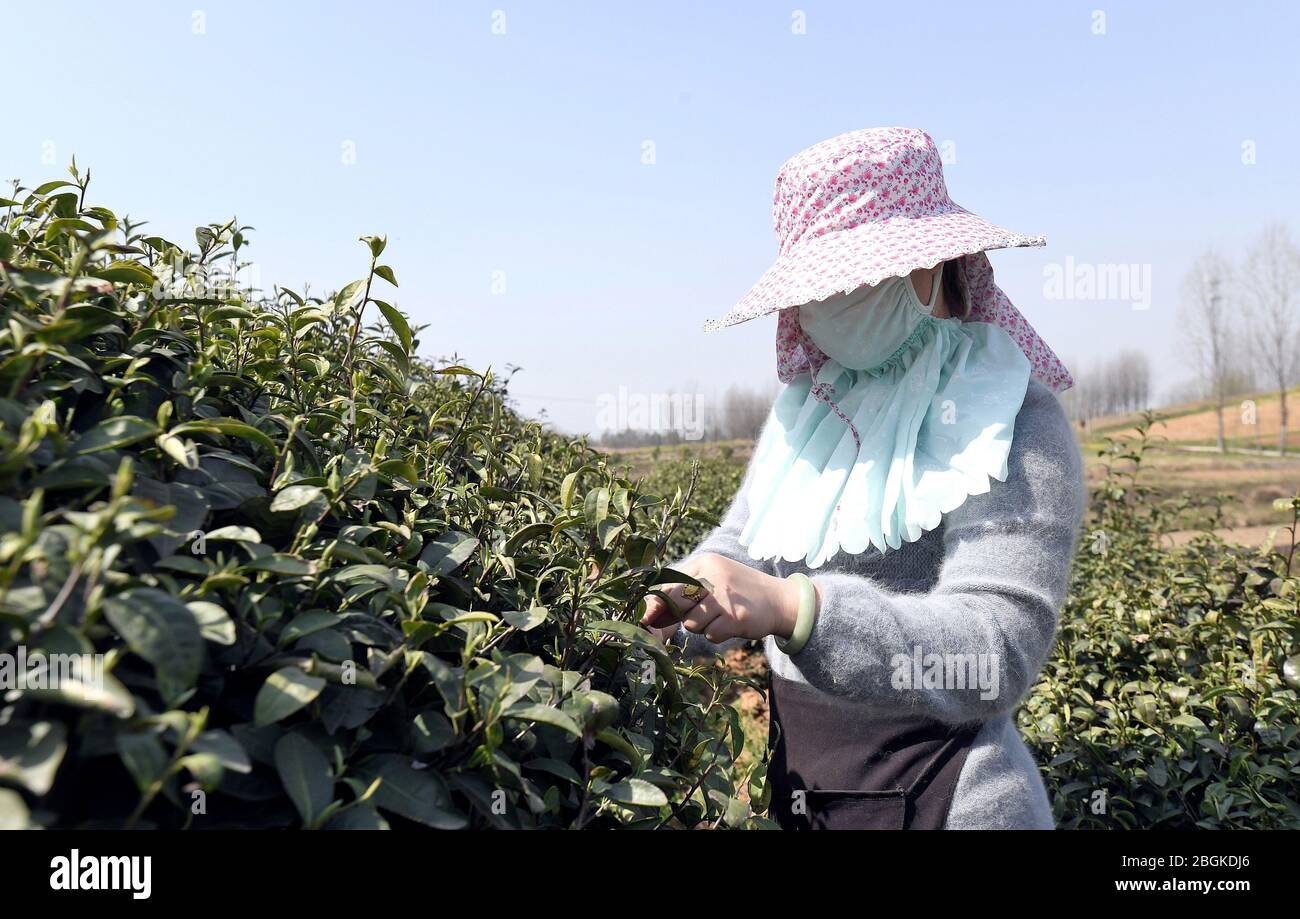 A farmer picks tea leaves in a tea garden in Guangshan county in ...