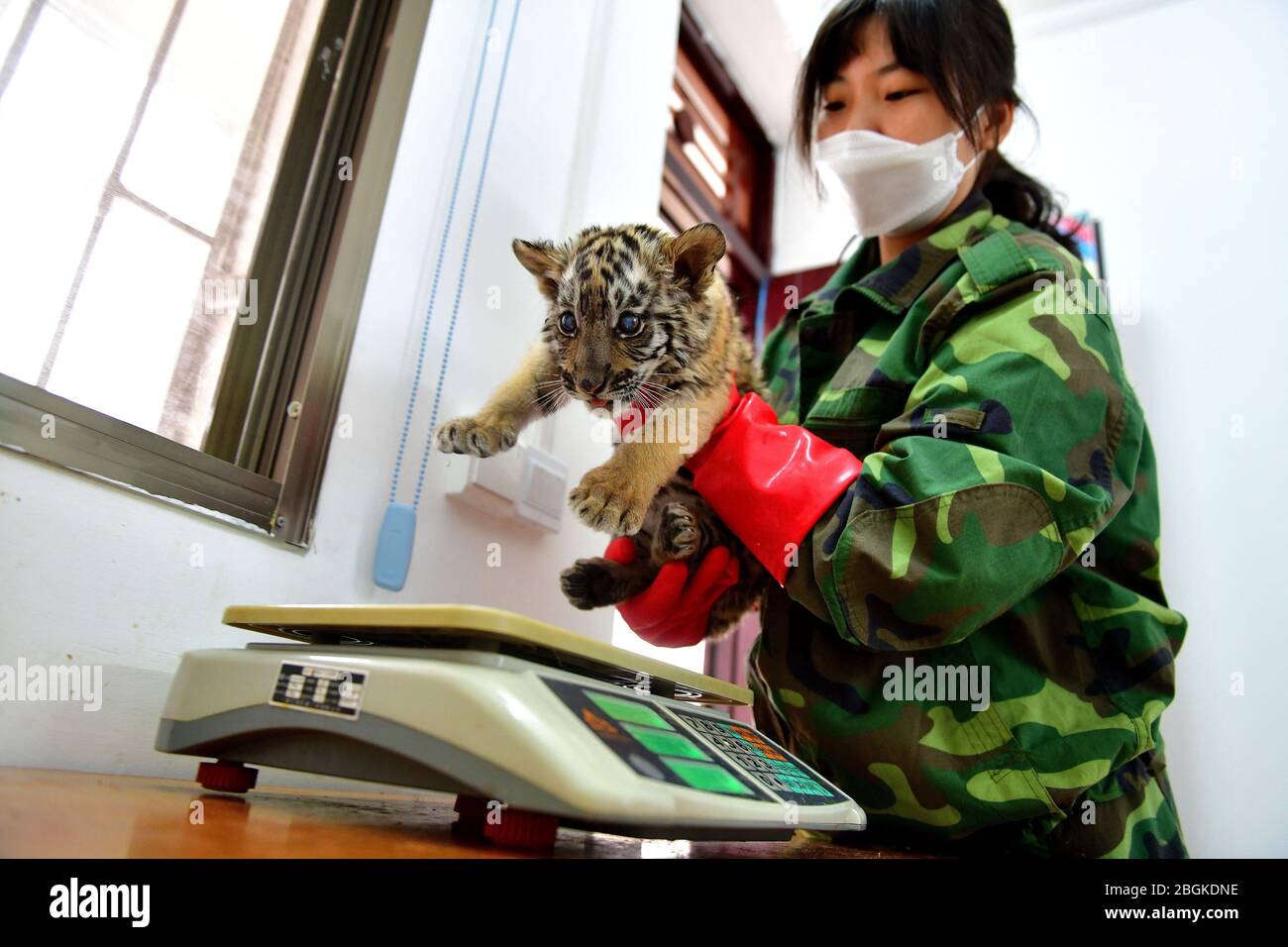 A zoo staff puts a baby South China tiger on a scale at the zoo in ...