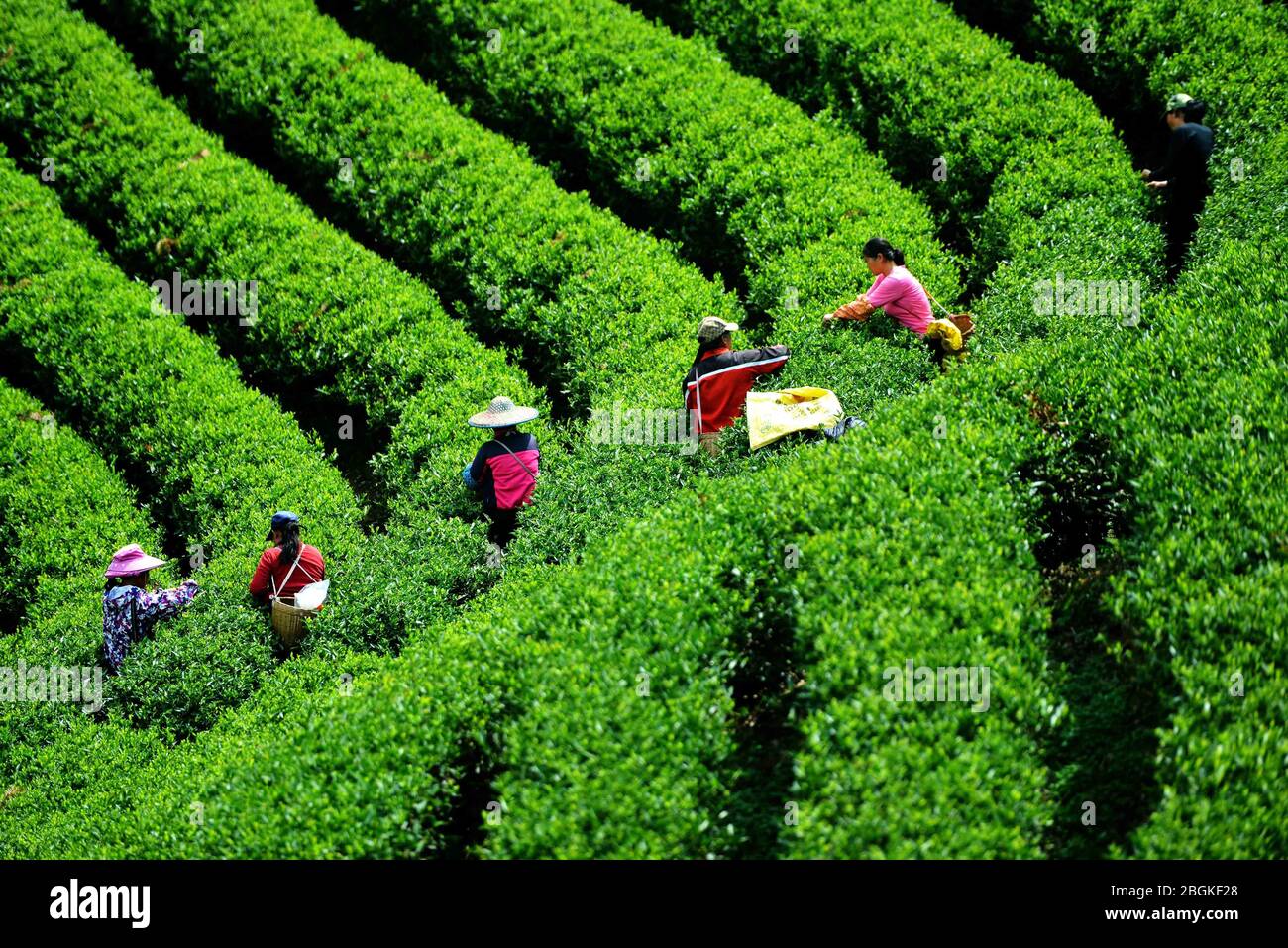A group of tea farmers pick and harvest over 20 thousand acres of tea ...