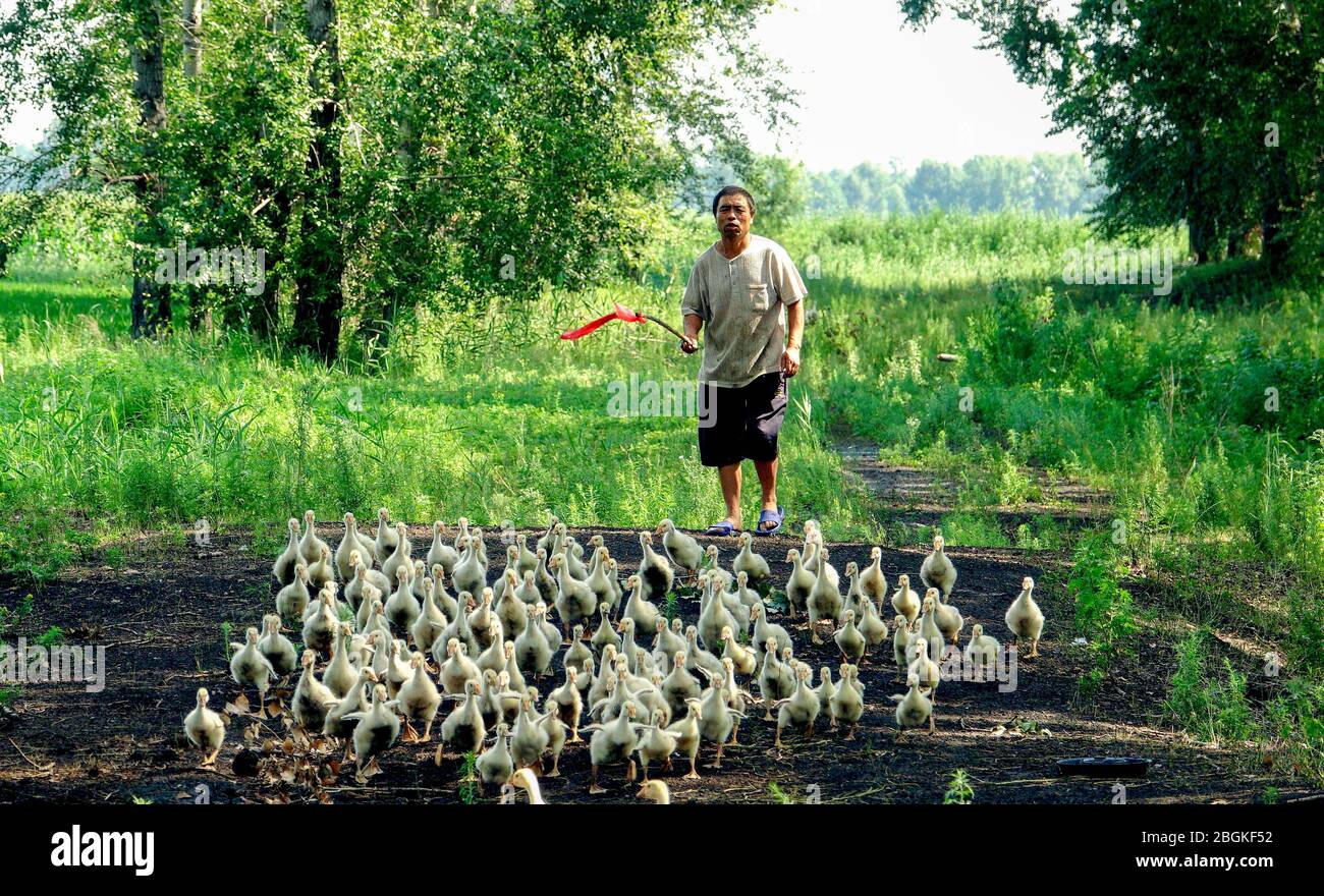 --FILE--A local goose raiser herds a flock of geese in the pasture at ...