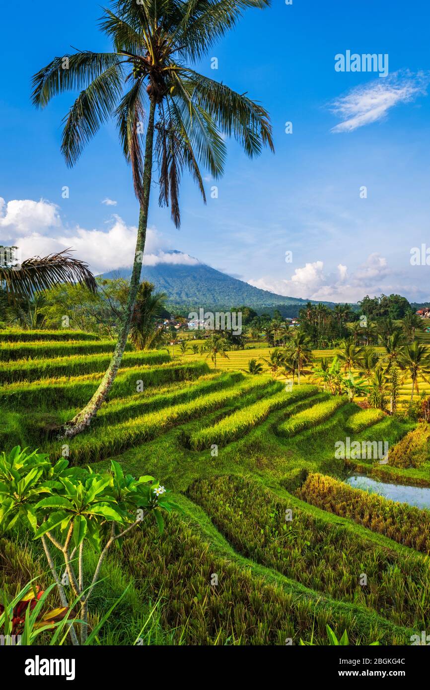 Jatiluwih Rice Terrace (UNESCO World Heritage Site), Bali, Indonesia Stock Photo - Alamy