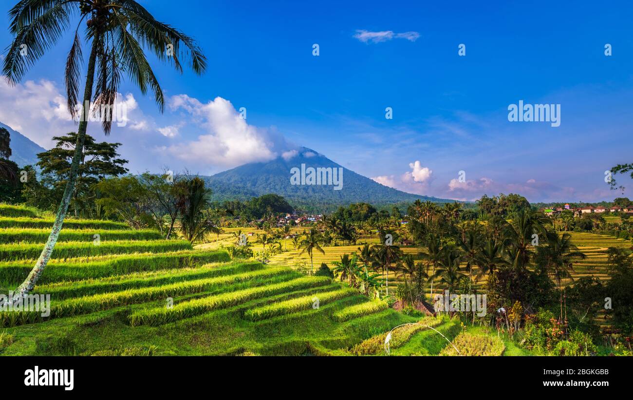 Jatiluwih Rice Terrace (UNESCO World Heritage Site), Bali, Indonesia Stock Photo - Alamy