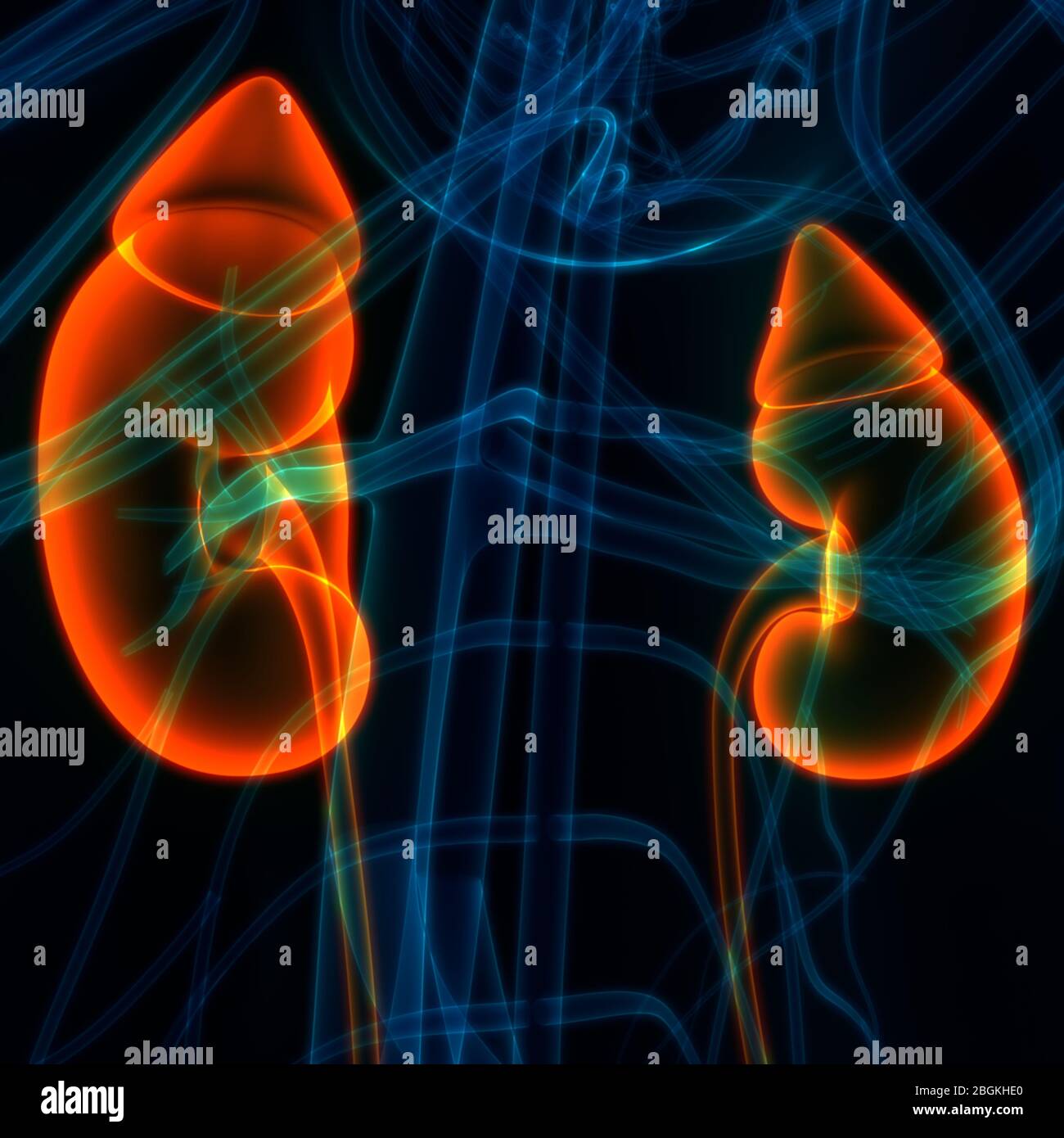 Female Urinary System Kidneys with Bladder Anatomy Stock Photo - Alamy