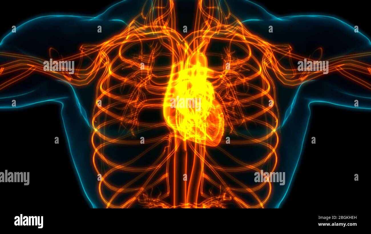 Human Circulatory System Heart Anatomy Stock Photo - Alamy
