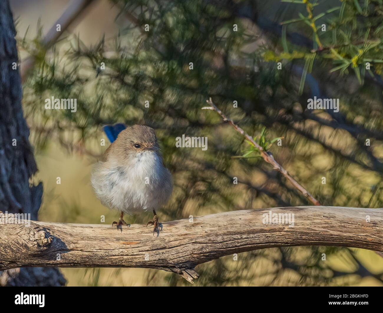 Australian juvenile male superb fairy wren malurus cyaneus hi-res stock ...