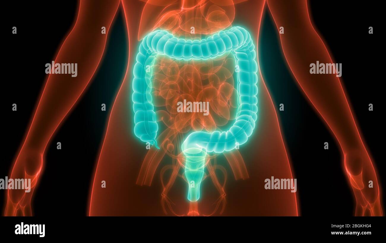 Human Digestive System Large Intestine Anatomy Stock Photo - Alamy
