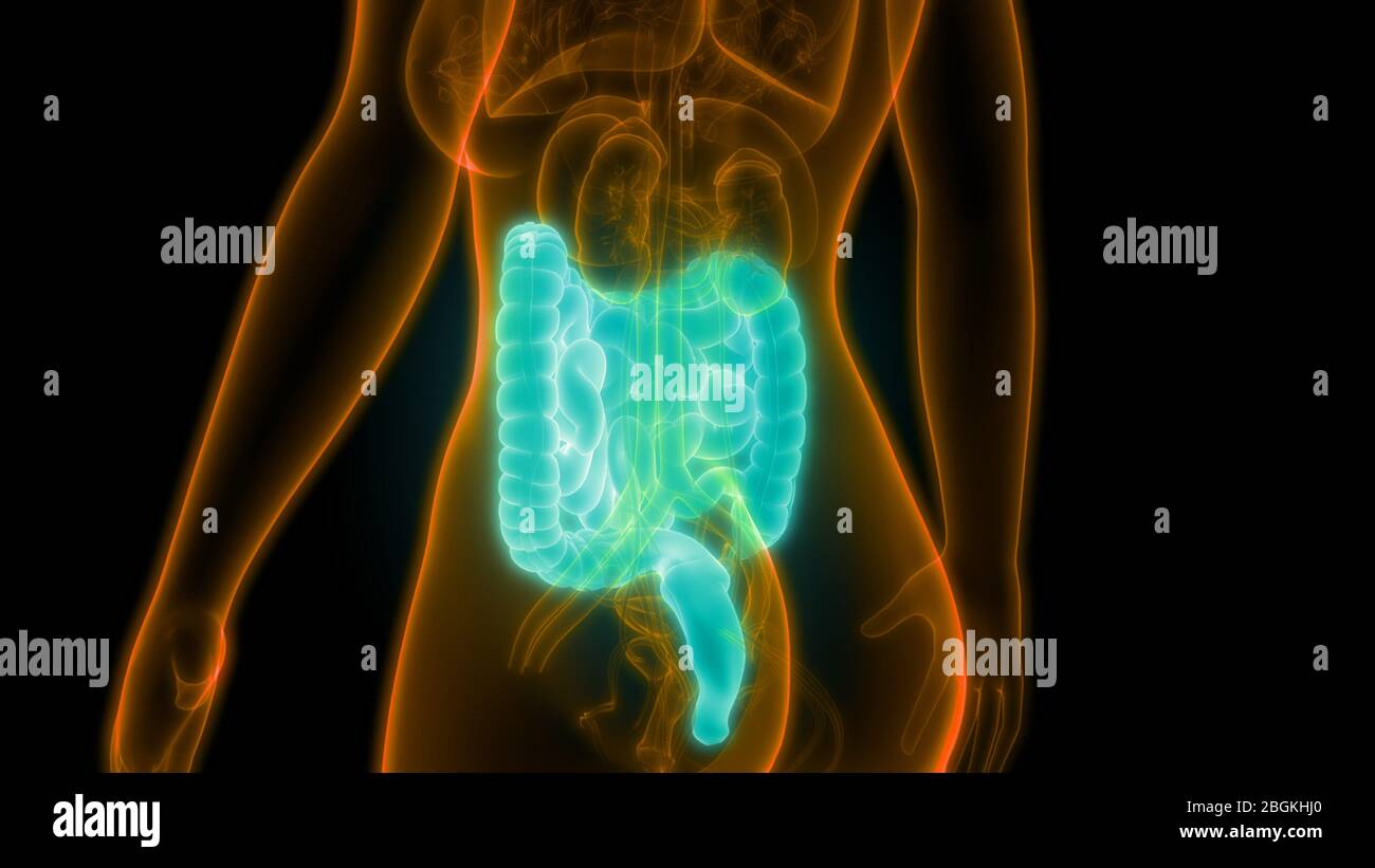 Human Digestive System Large and Small Intestine Anatomy Stock Photo ...