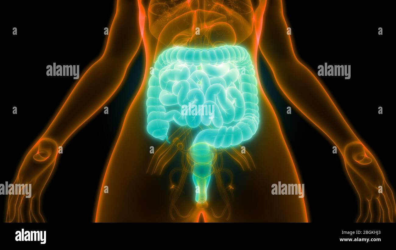 Human Digestive System Large and Small Intestine Anatomy Stock Photo ...