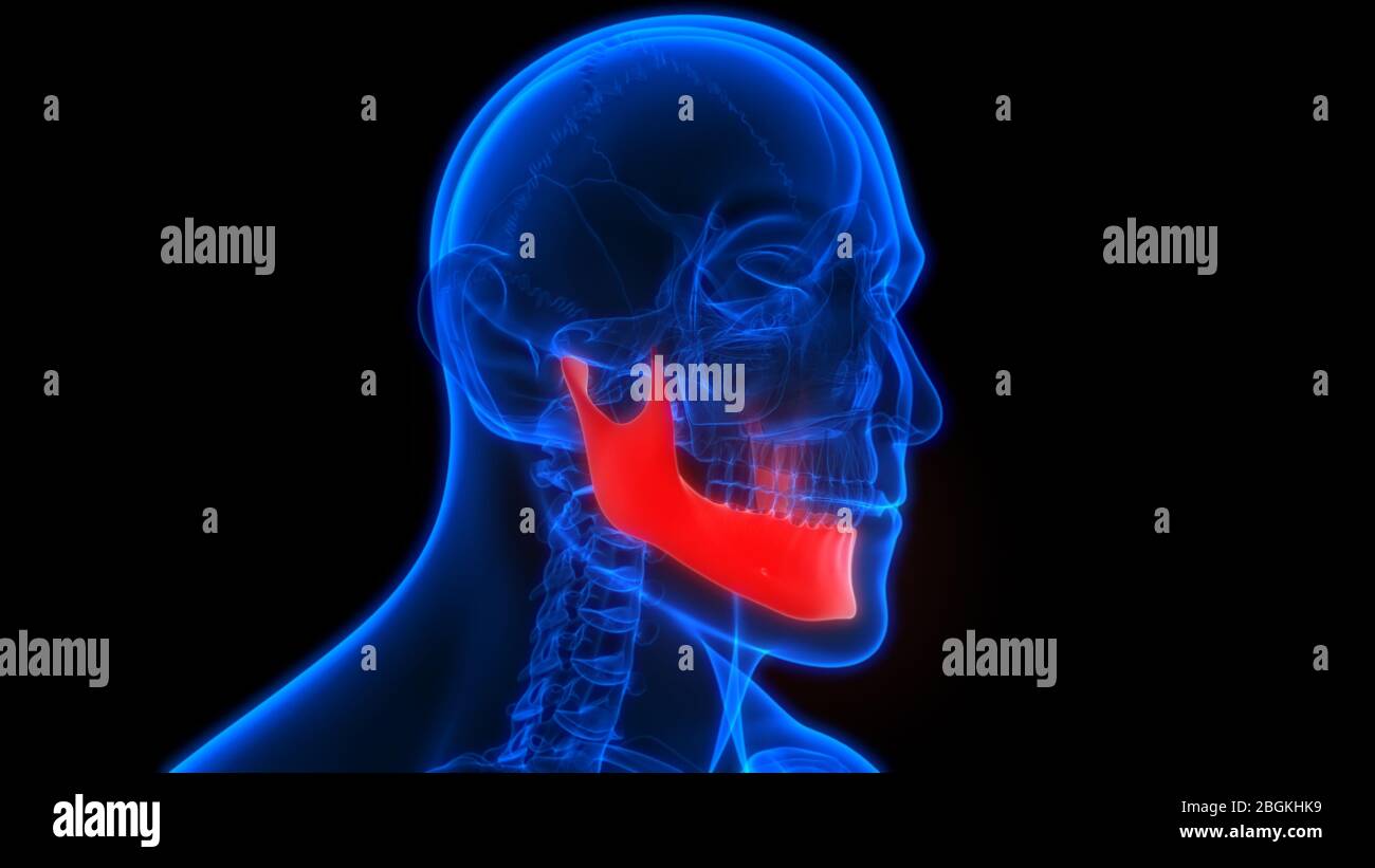 Human Skeleton System Skull Bone Joints Anatomy Stock Photo - Alamy