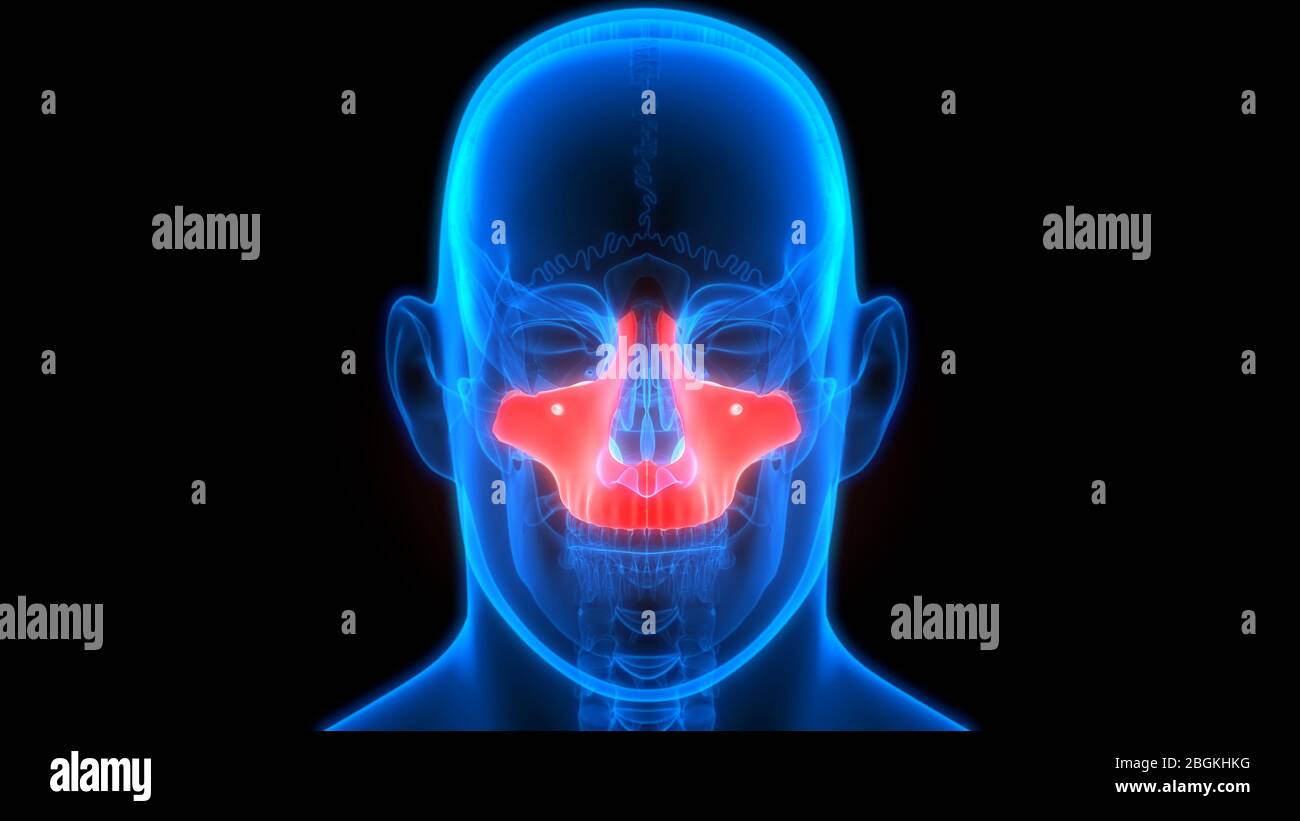 Human Skeleton System Skull Bone Joints Anatomy Stock Photo - Alamy